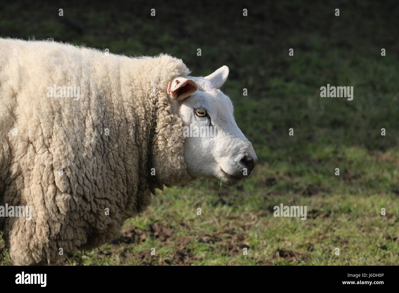 Vello lanoso di lana immagini e fotografie stock ad alta risoluzione ...