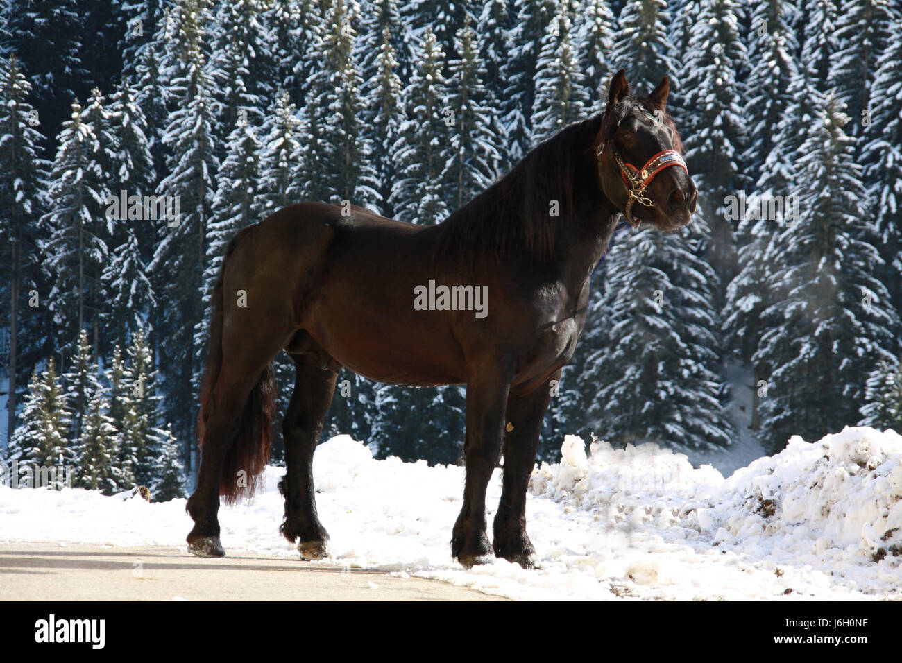 Cavallo stallone progetto cavallo Cavallo inverno stallone progetto ...