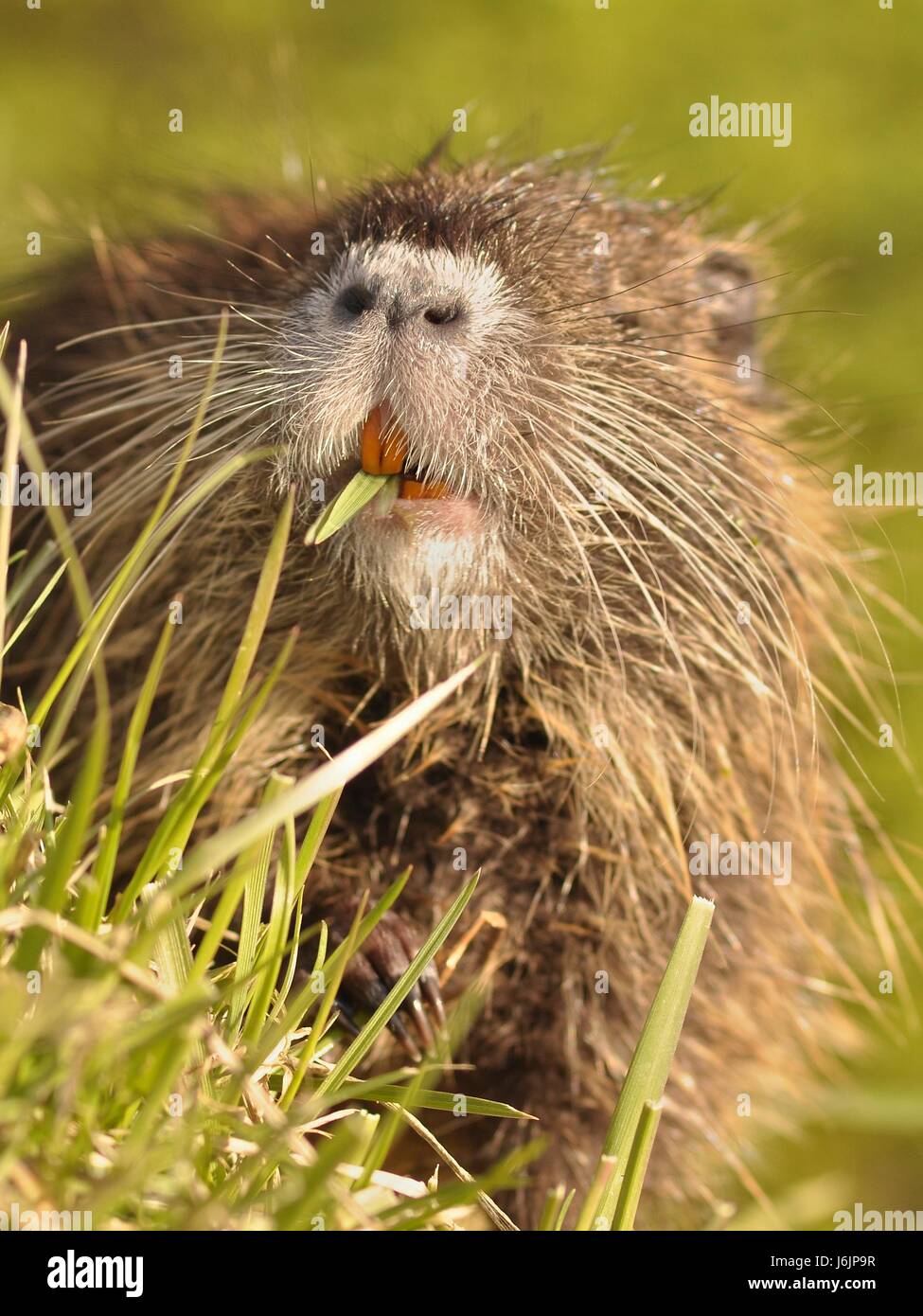 Nutria rodent teeth immagini e fotografie stock ad alta risoluzione - Alamy