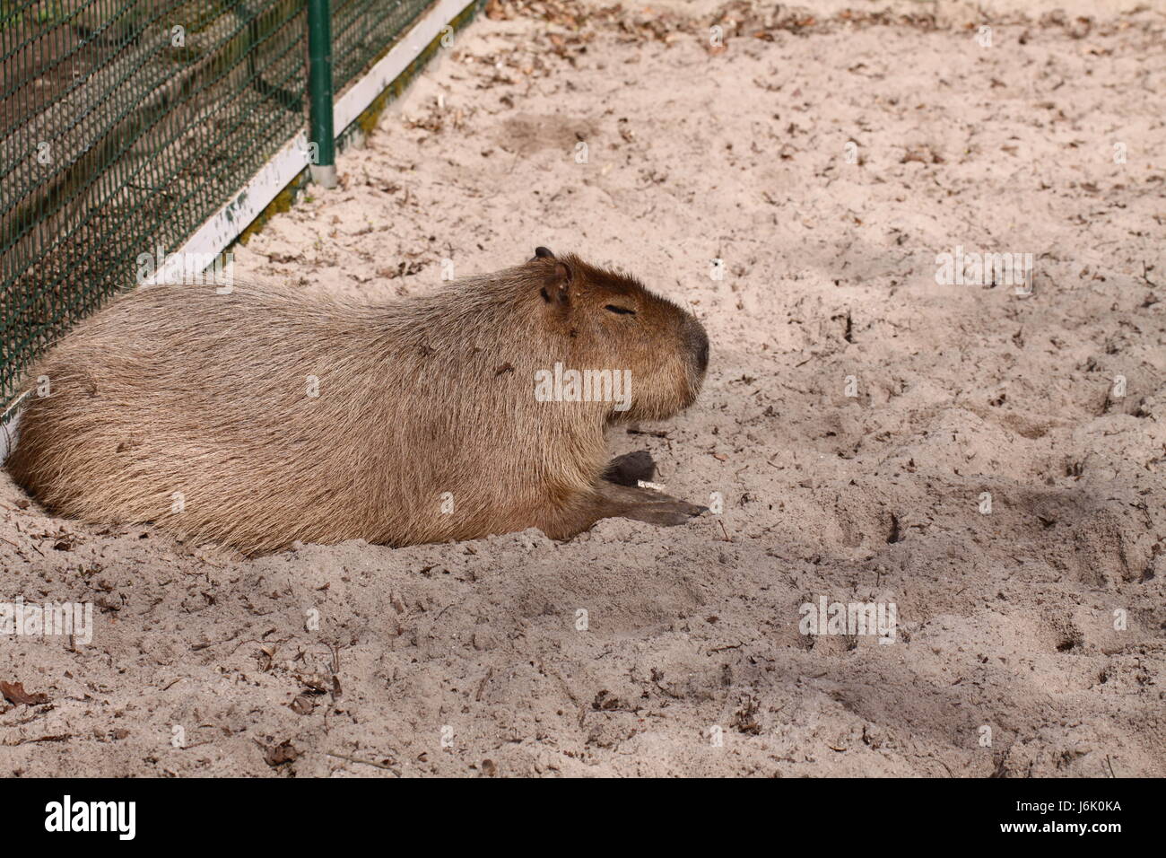 Cute capibara immagini e fotografie stock ad alta risoluzione - Alamy