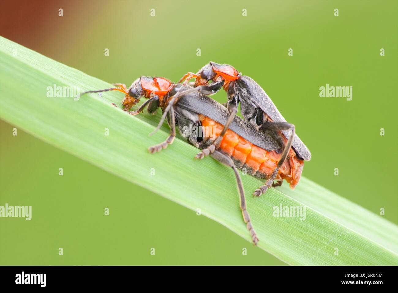 Coleotteri soldato cantaridi immagini e fotografie stock ad alta ...