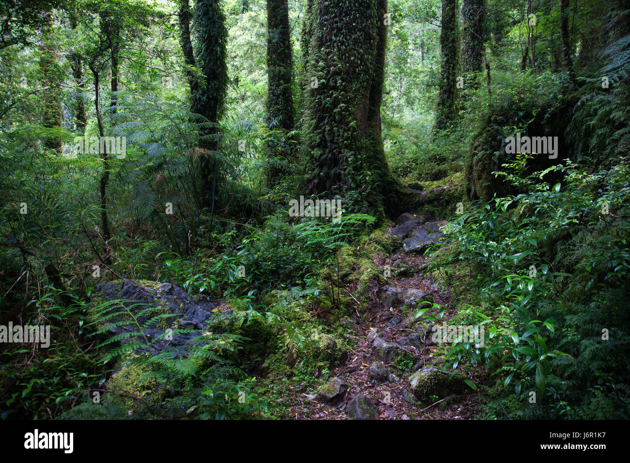 Sentiero nel bosco privato immagini e fotografie stock ad alta ...