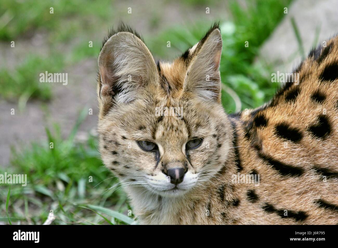 Mammifero hunter ritratto gatto grande predatore felino predator ...
