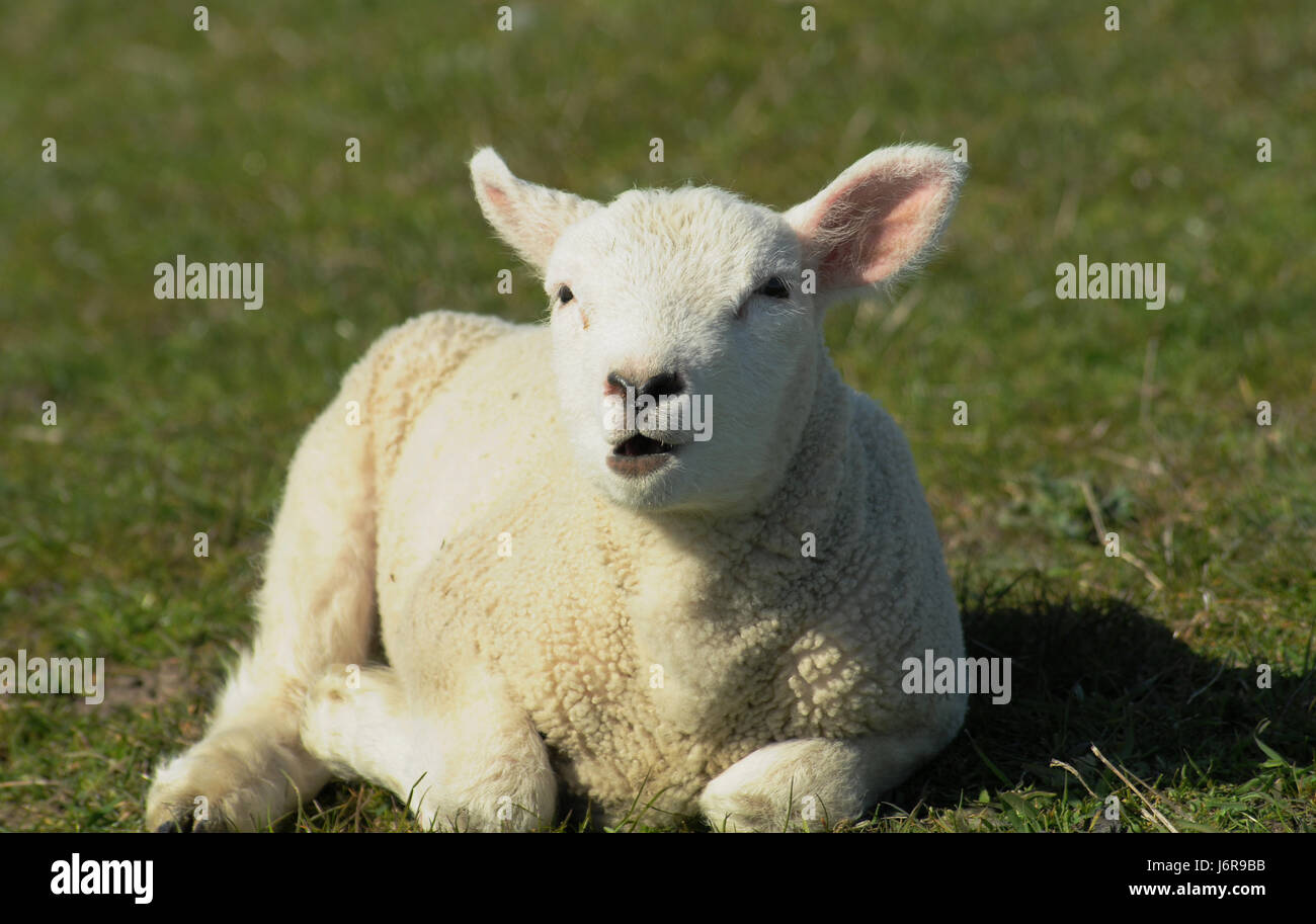 Pecora animale dike nordfriesland agnello natura animali da compagnia ...