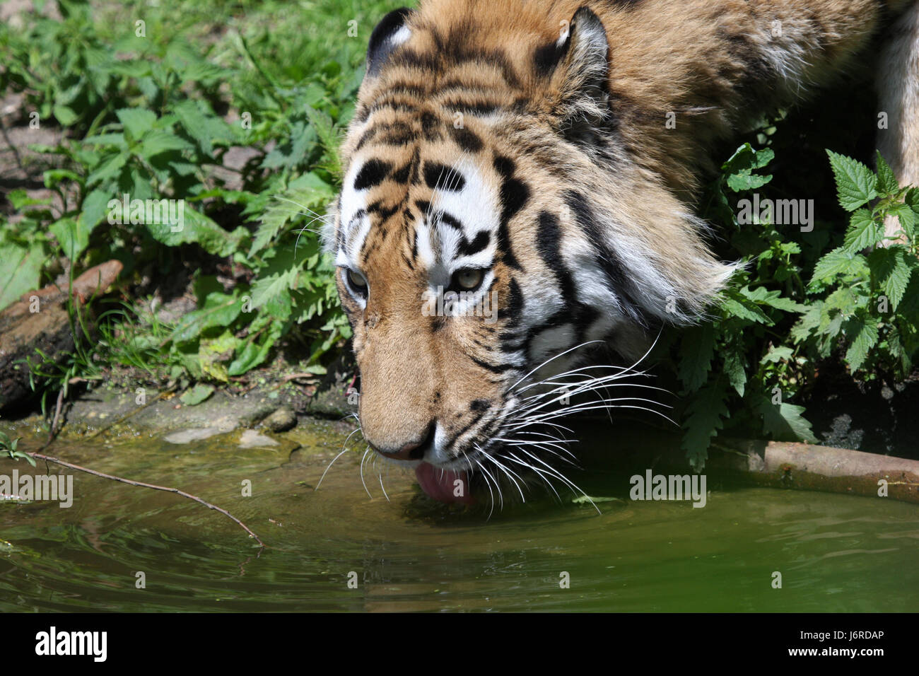 Mammifero wild ritratto gatto grande predatore felino cat tiger ...