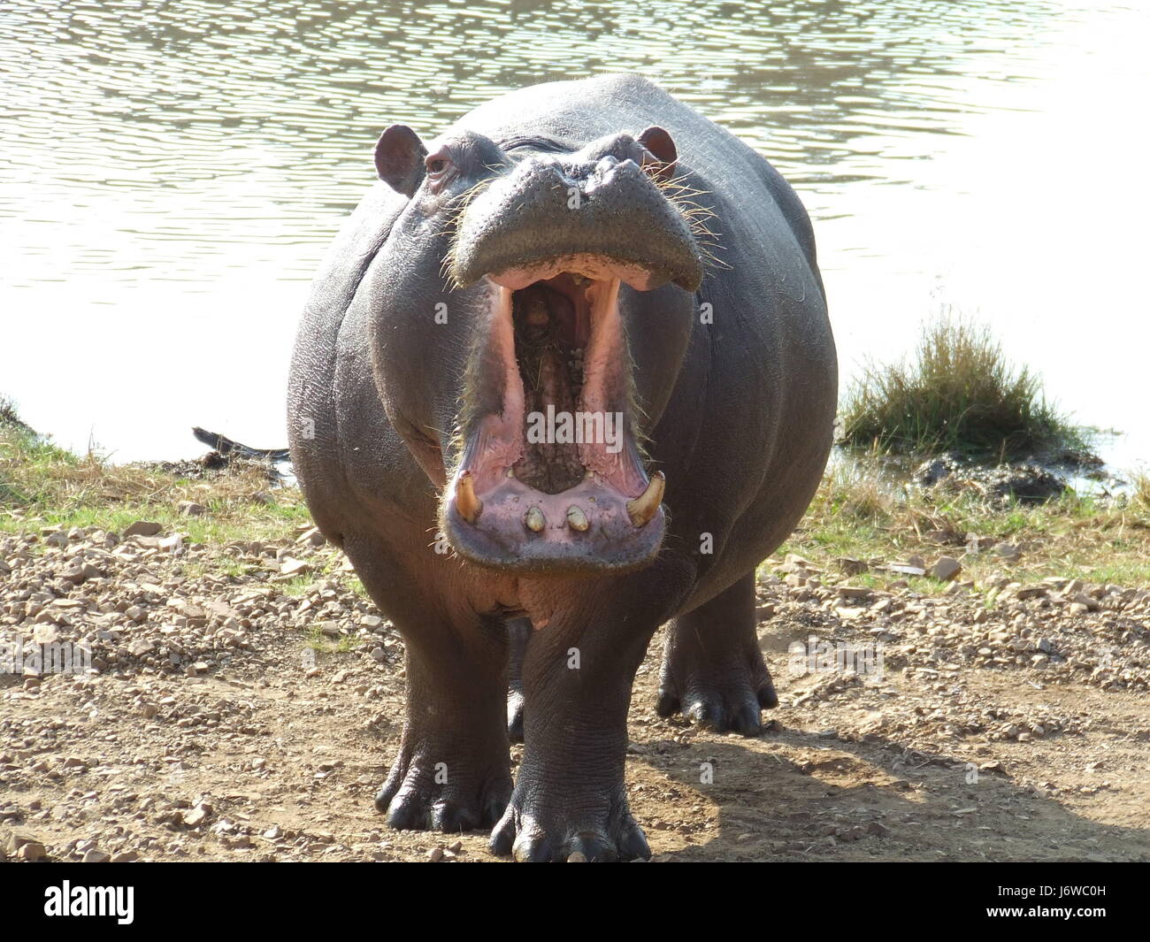 Animale mucca selvatica ippopotamo hippo fat pig pericoloso animale ...