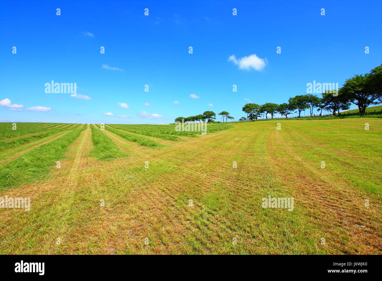 Stagione della fienagione immagini e fotografie stock ad alta ...