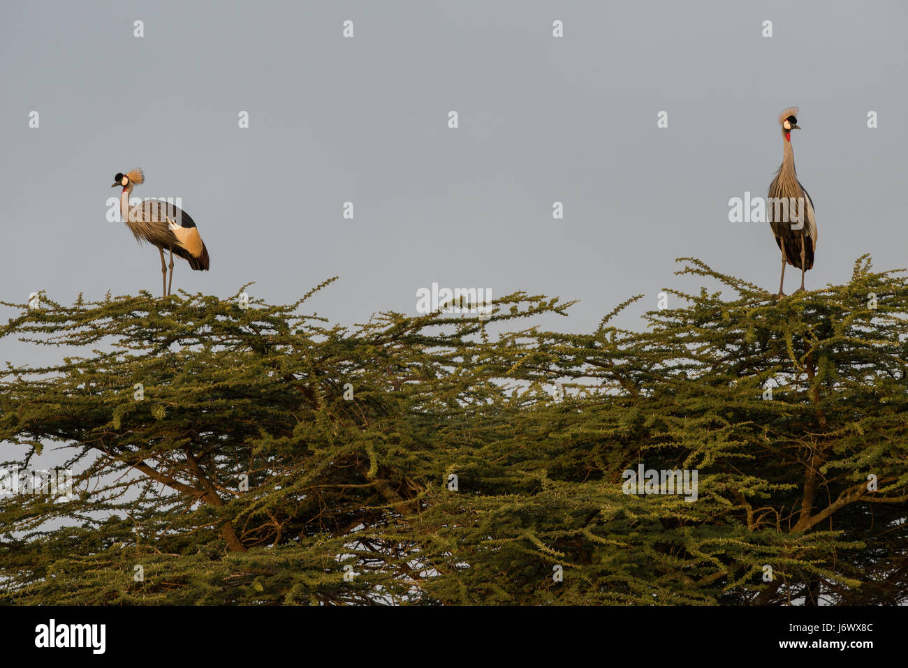 Gru coronata nell'albero immagini e fotografie stock ad alta ...
