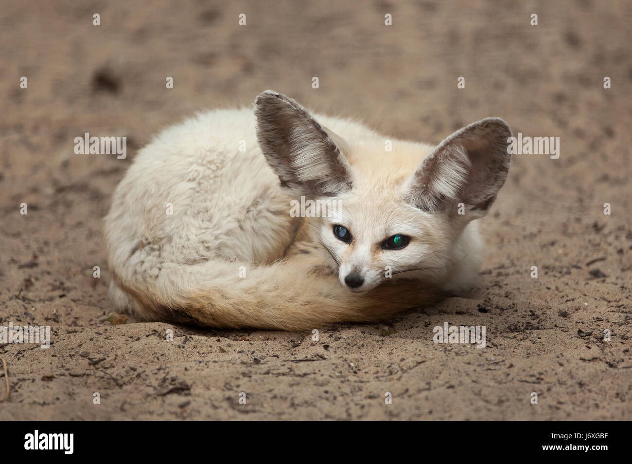 Cucciolo Di Volpe Fennec In Natura