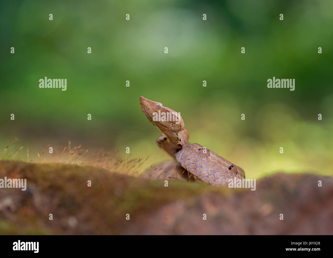 Vipera del pozzo gobba immagini e fotografie stock ad alta risoluzione ...