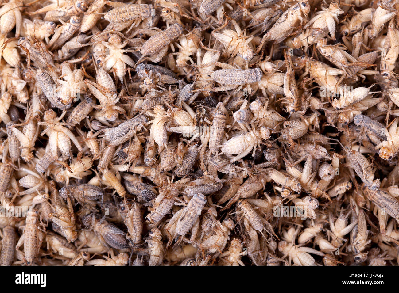 Grilli neri immagini e fotografie stock ad alta risoluzione - Alamy