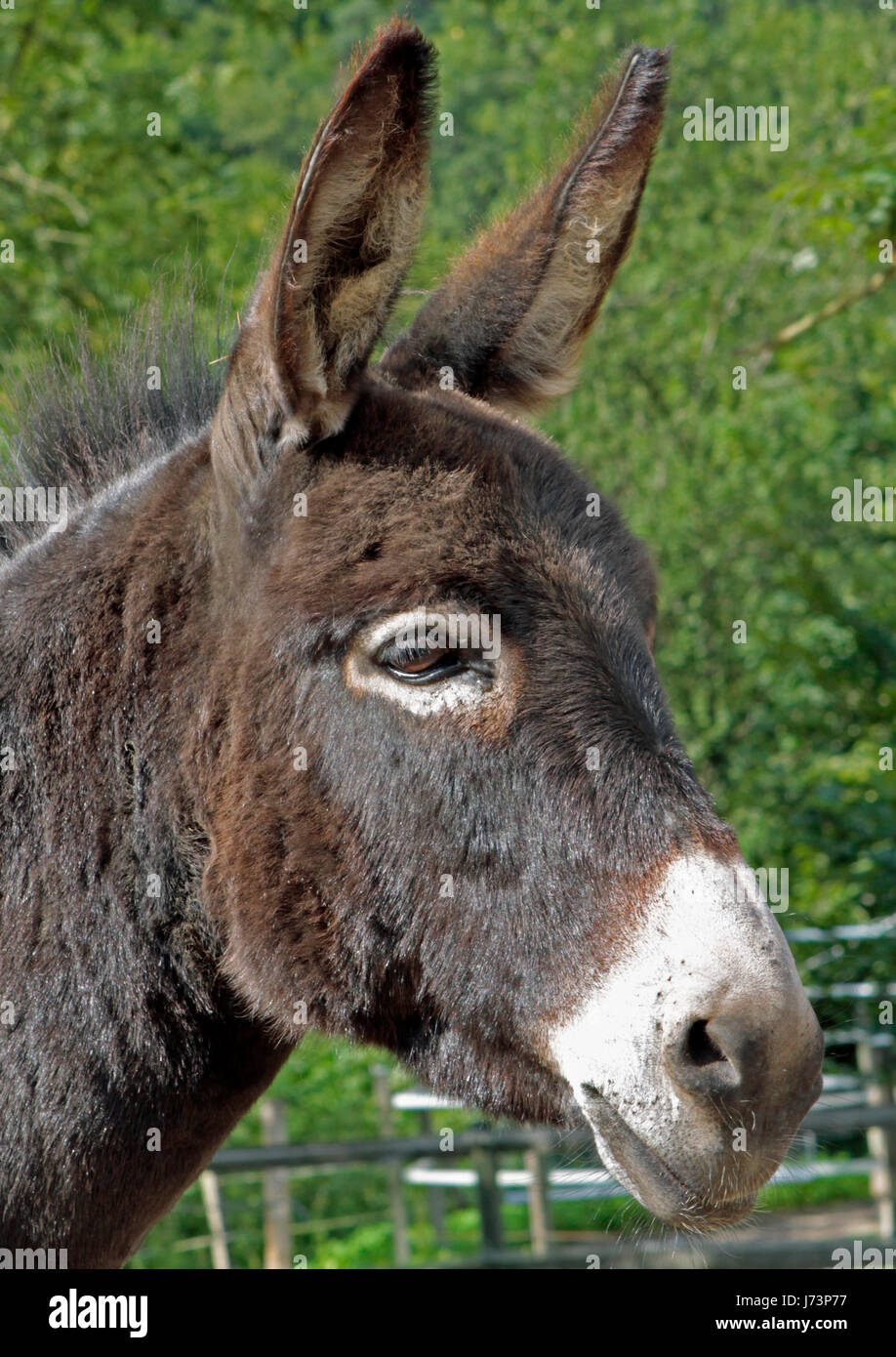 Asino con le orecchie lunghe immagini e fotografie stock ad alta ...