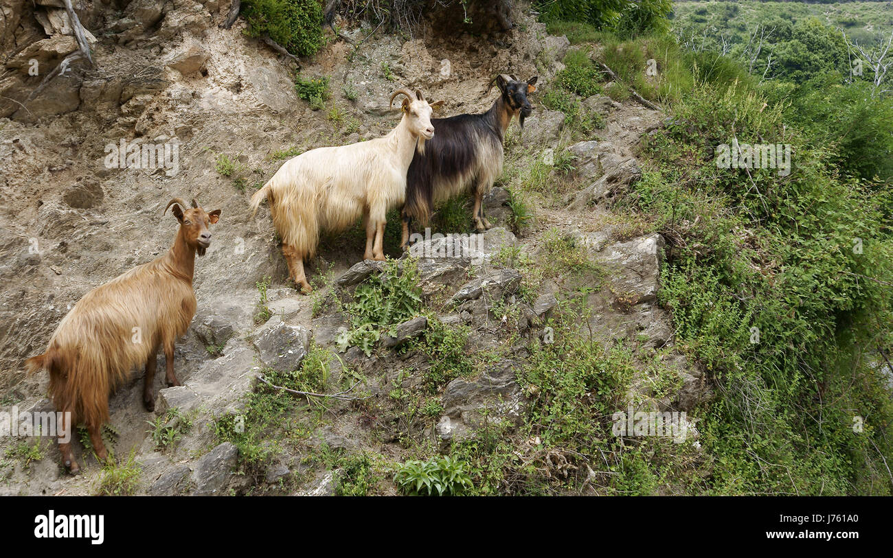 Capra corsa immagini e fotografie stock ad alta risoluzione - Alamy