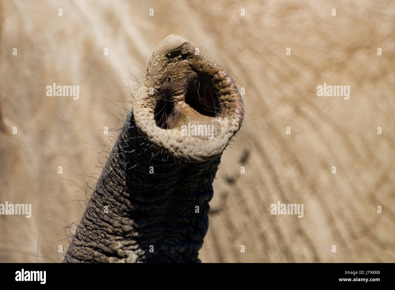 Disegno Proboscide Di Elefante