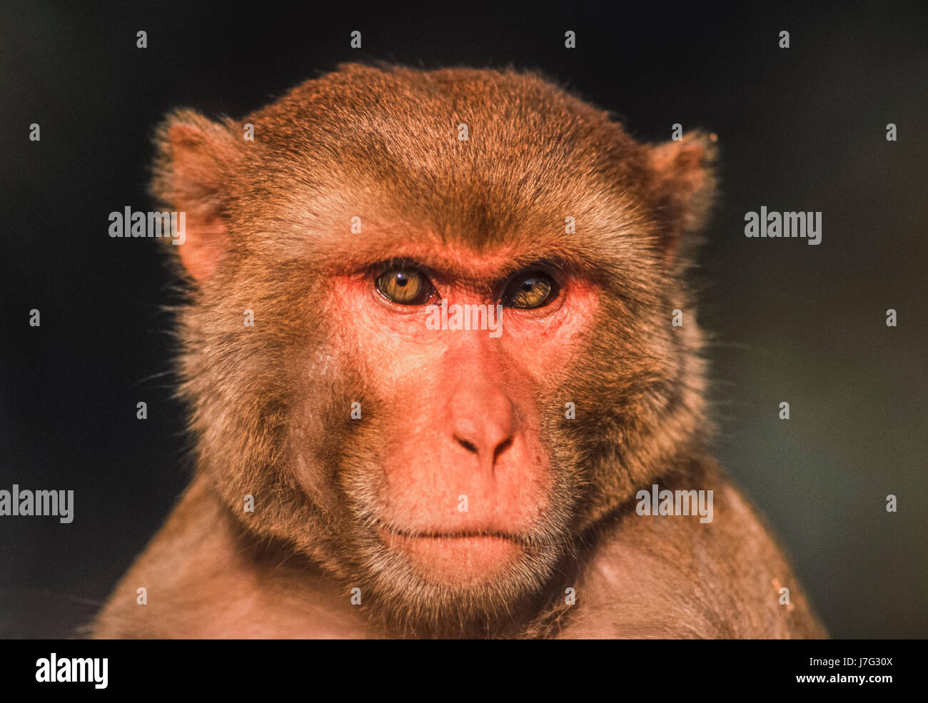 India macaca mulatta primate old world rhesus monkey macaque immagini e fotografie stock ad alta ...