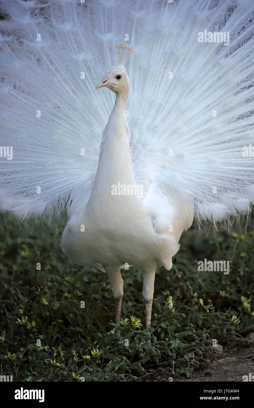 Torrente di pavone immagini e fotografie stock ad alta risoluzione - Alamy