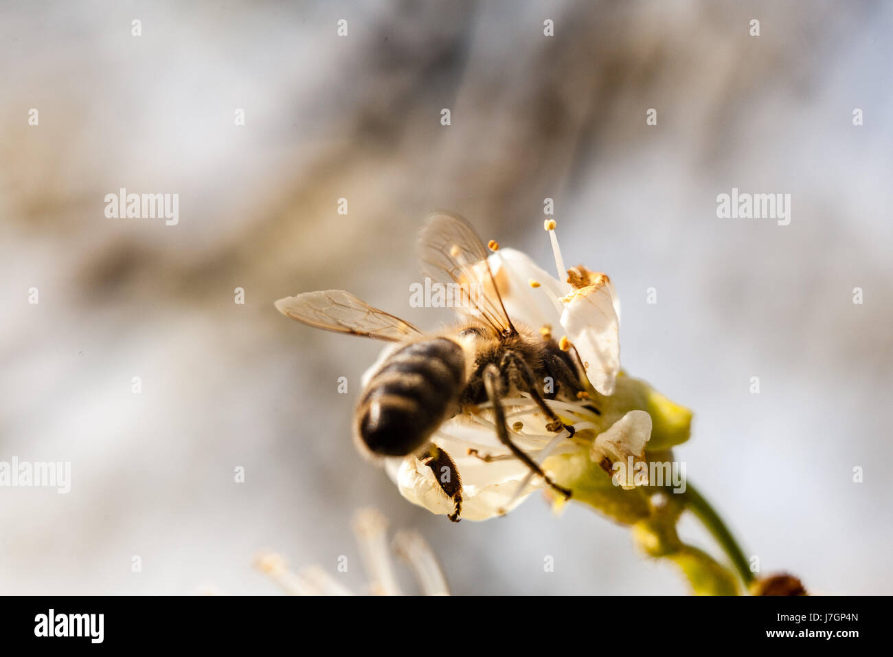 Ape in natura immagini e fotografie stock ad alta risoluzione - Alamy