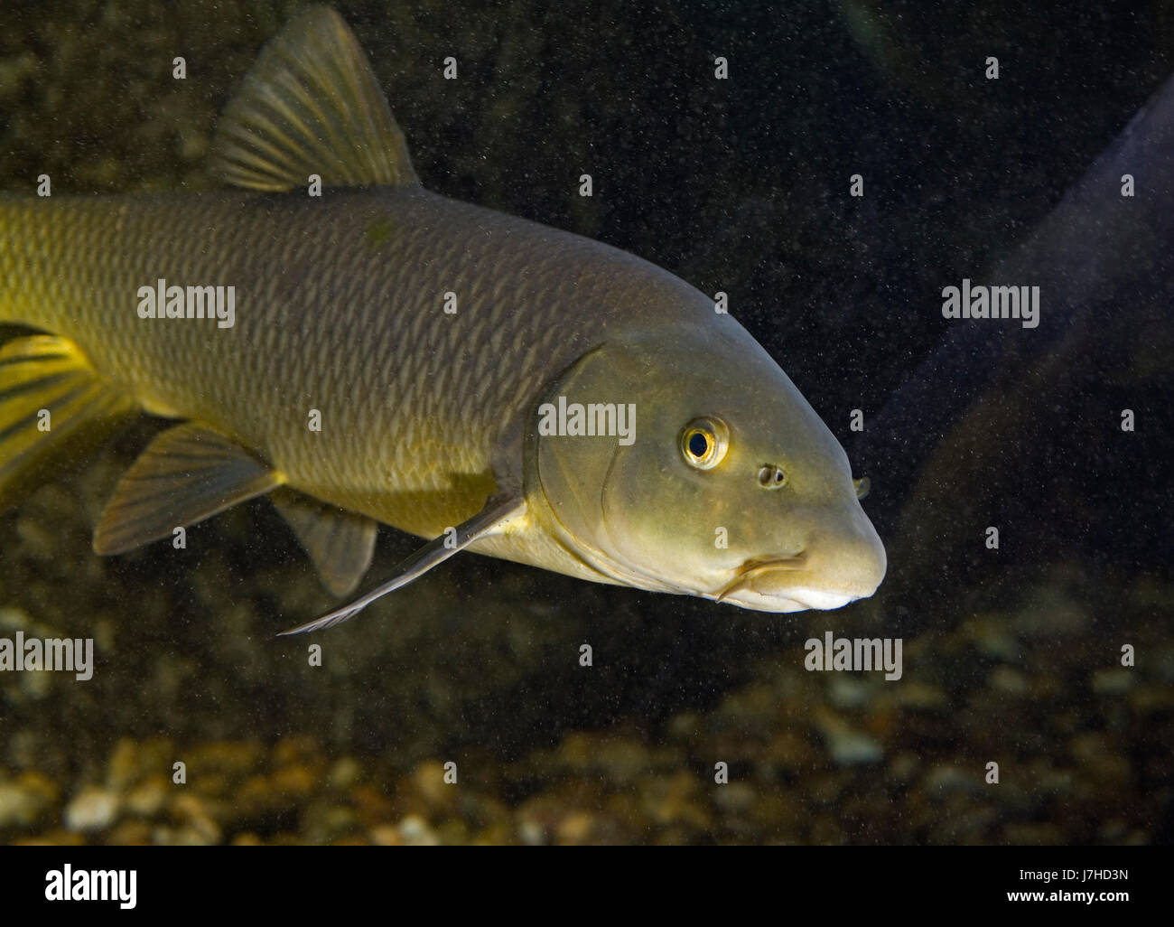 Barbel Fishing Immagini e Fotos Stock - Alamy