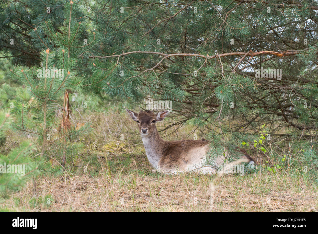 Albero di cervo immagini e fotografie stock ad alta risoluzione - Alamy