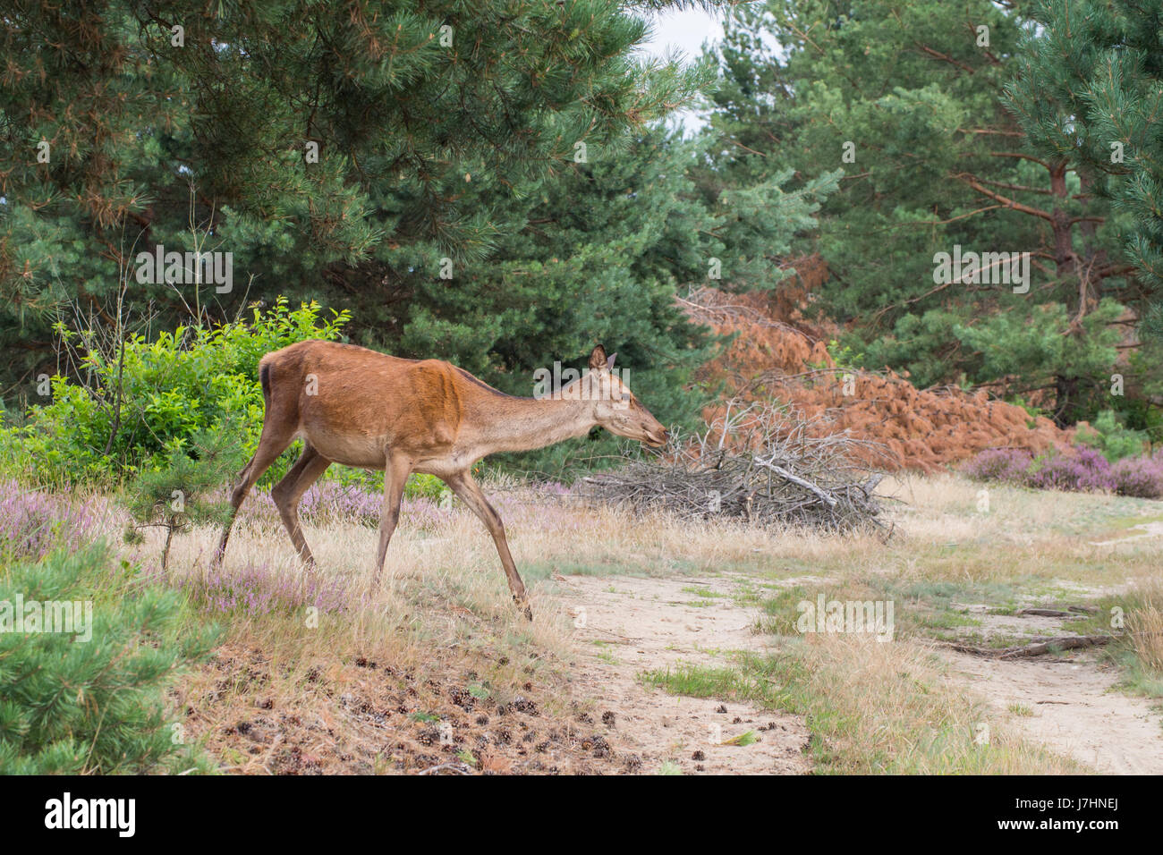 Albero di cervo immagini e fotografie stock ad alta risoluzione - Alamy