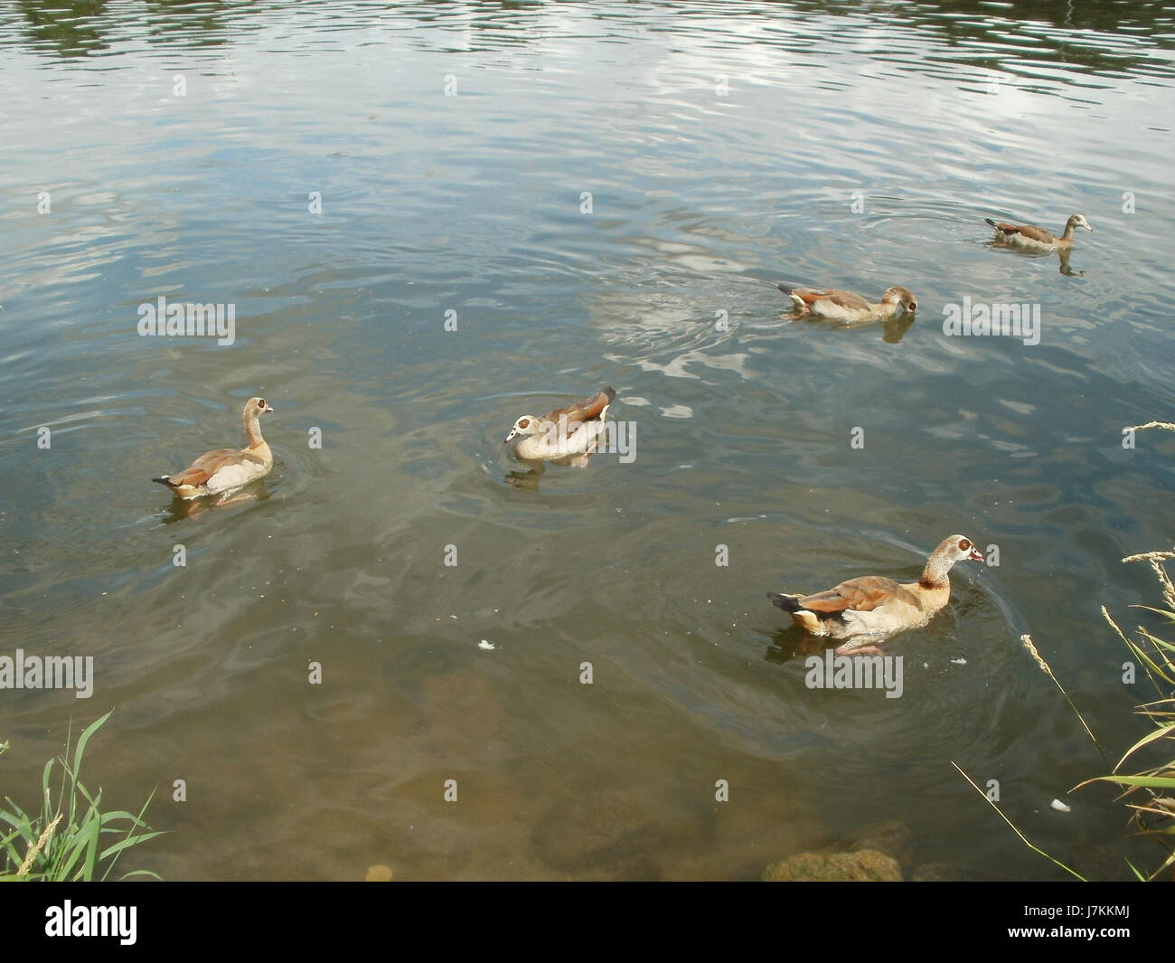 Schengen countries map immagini e fotografie stock ad alta risoluzione ...