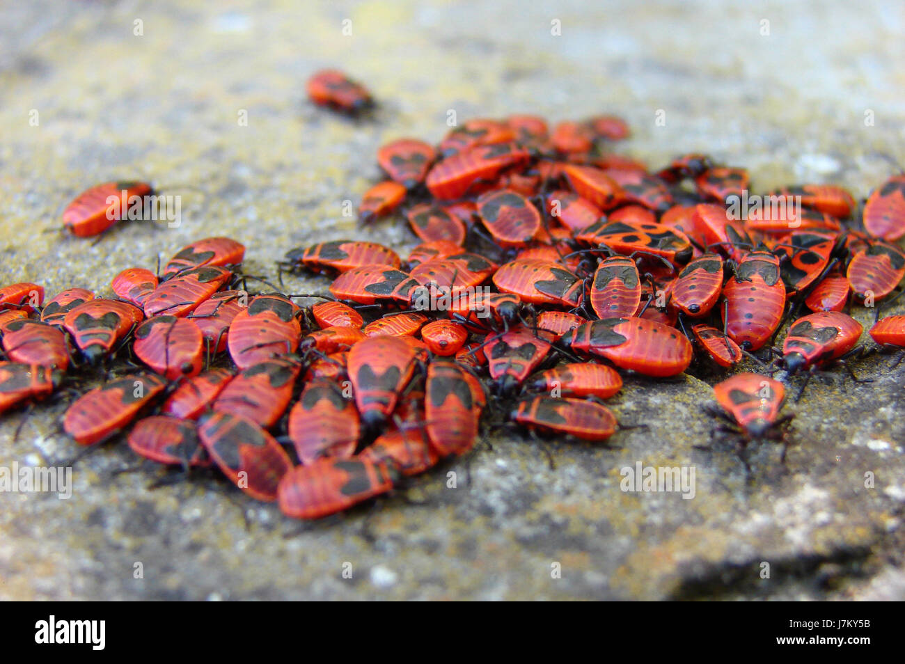 Animali insetti insetto gli animali dello zoo antenna ala bug ...