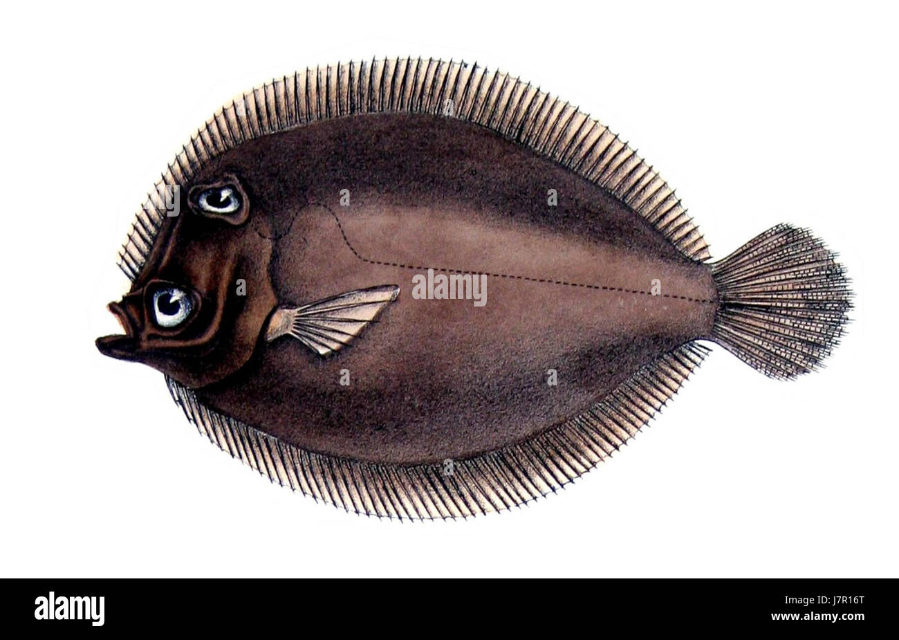 Bothus ocellatus immagini e fotografie stock ad alta risoluzione - Alamy