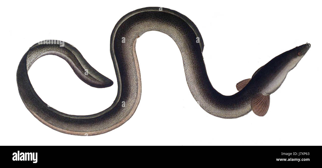 Mappa di anguilla immagini e fotografie stock ad alta risoluzione - Alamy