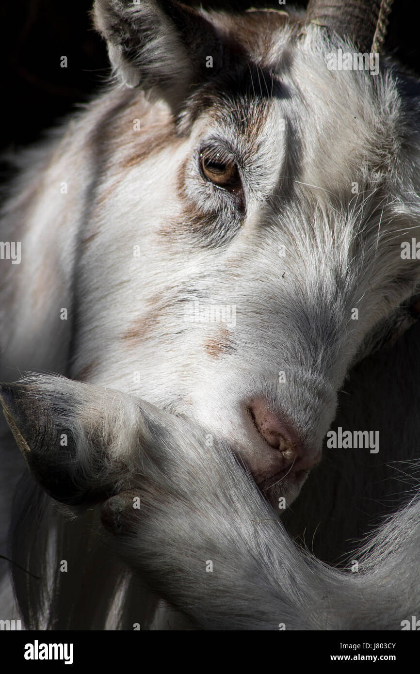 Prurito agli occhi immagini e fotografie stock ad alta risoluzione - Alamy