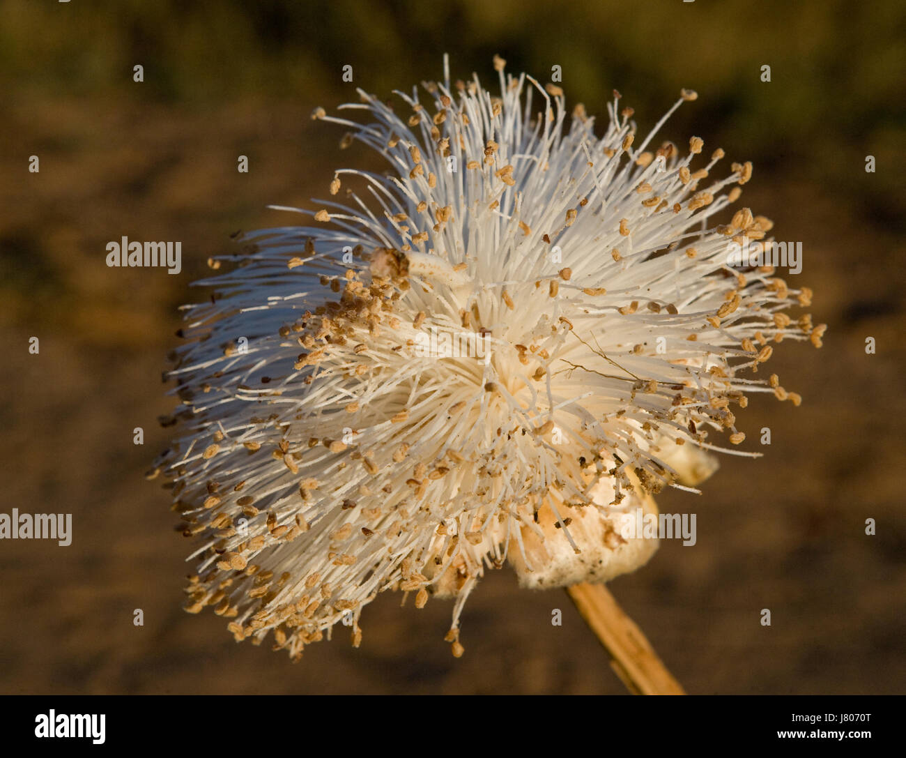 Fiore di baobab immagini e fotografie stock ad alta risoluzione - Alamy