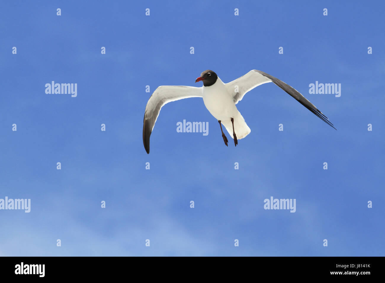 Gabbiani gabbiani gabbiani gabbiani al mare in volo immagini e ...
