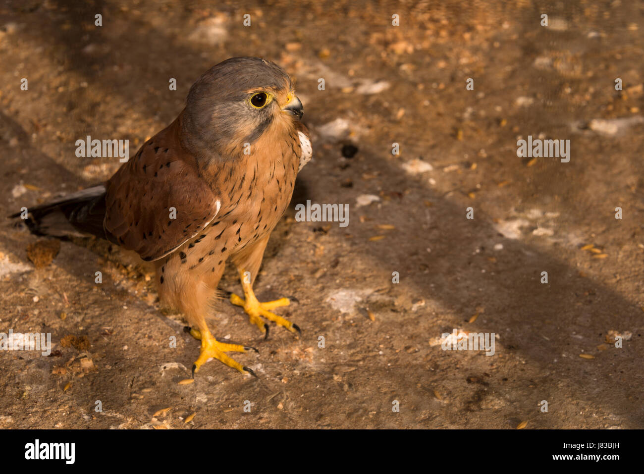 Maschio gheppio falco tinnunculus immagini e fotografie stock ad alta ...