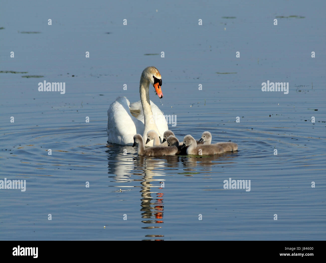 Cucciolo di cigno immagini e fotografie stock ad alta risoluzione - Alamy