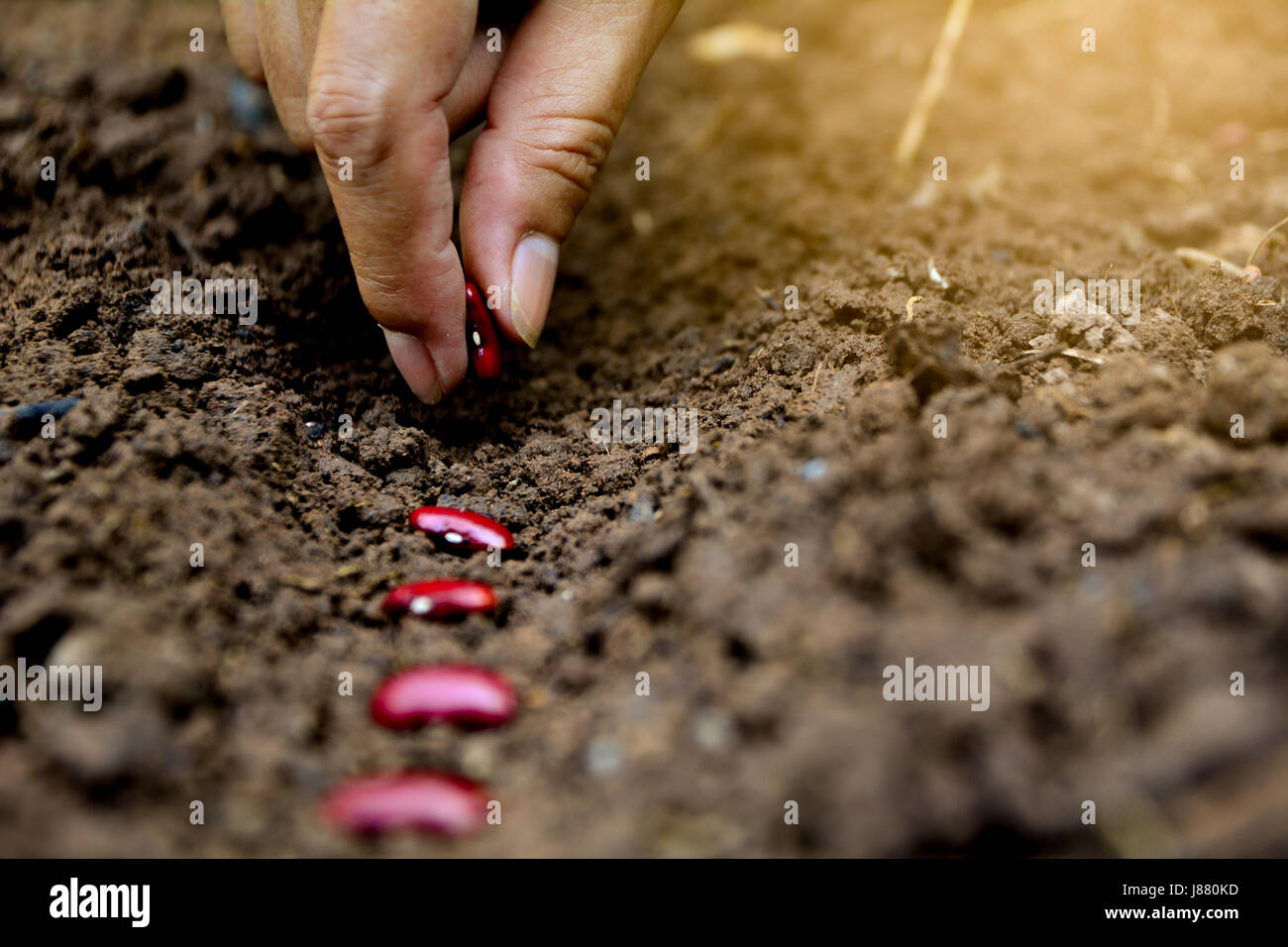 Seme nel terreno immagini e fotografie stock ad alta risoluzione - Alamy