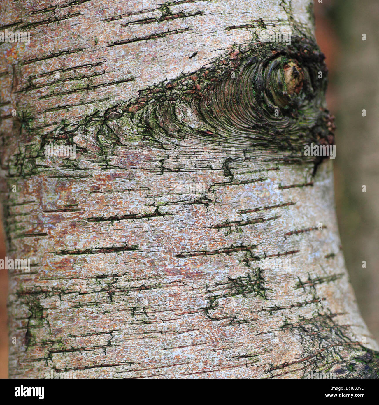 Tronco d'albero betulla pendula betulla d'argento immagini e fotografie ...