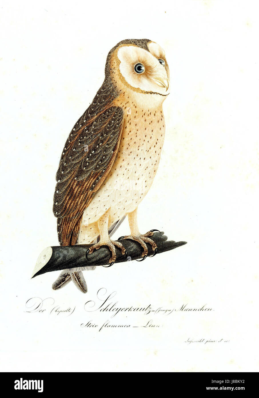 Conrad celtis o konrad celtes o protucio Immagini senza sfondo e Foto ...