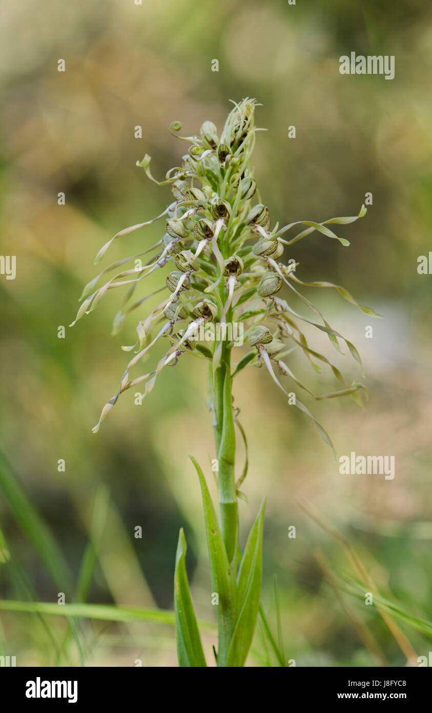 Orchidee selvatiche immagini e fotografie stock ad alta risoluzione - Alamy