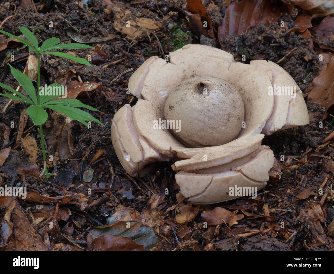 Gaestrum triplex immagini e fotografie stock ad alta risoluzione - Alamy