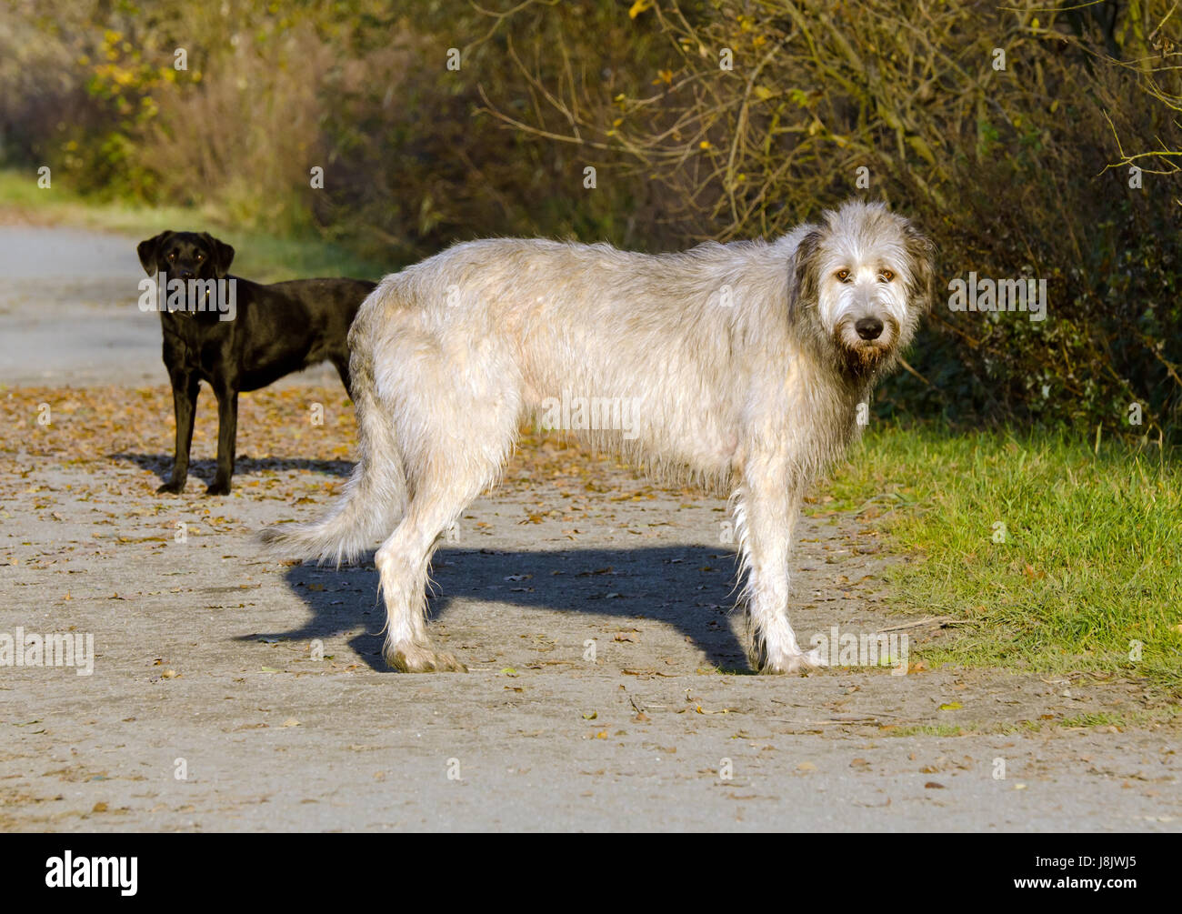 Cane cani, wolfhound, labrador, animale, pet, animali animali domestici ...