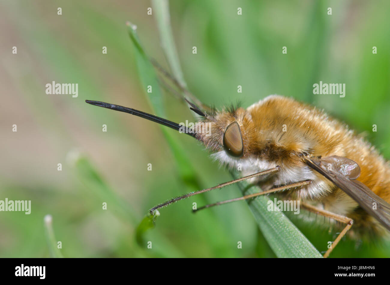Proboscide degli insetti immagini e fotografie stock ad alta ...