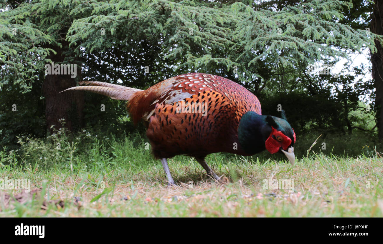 Come cucinare il fagiano immagini e fotografie stock ad alta ...