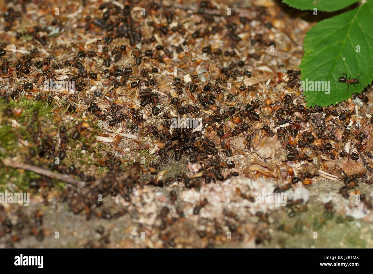 Ant colony immagini e fotografie stock ad alta risoluzione - Alamy