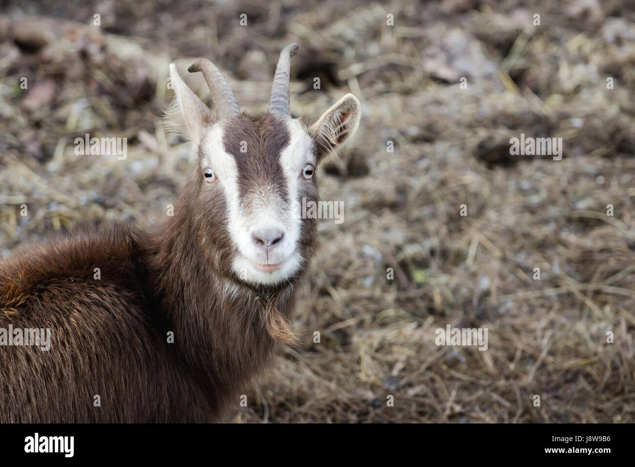 Caprone disegno immagini e fotografie stock ad alta risoluzione - Alamy