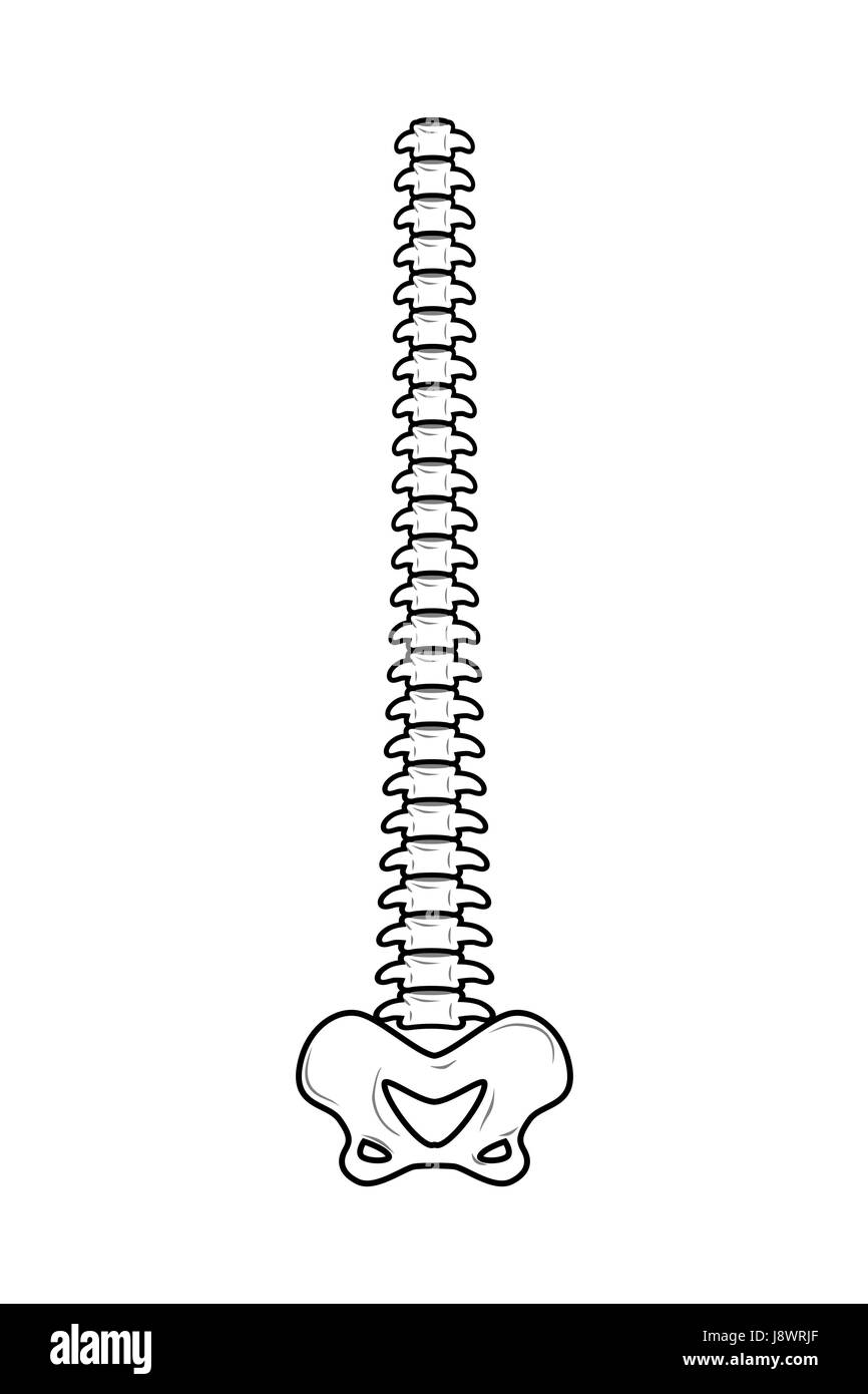 Spina dorsale isolato. La colonna vertebrale e bacino. colonne ...