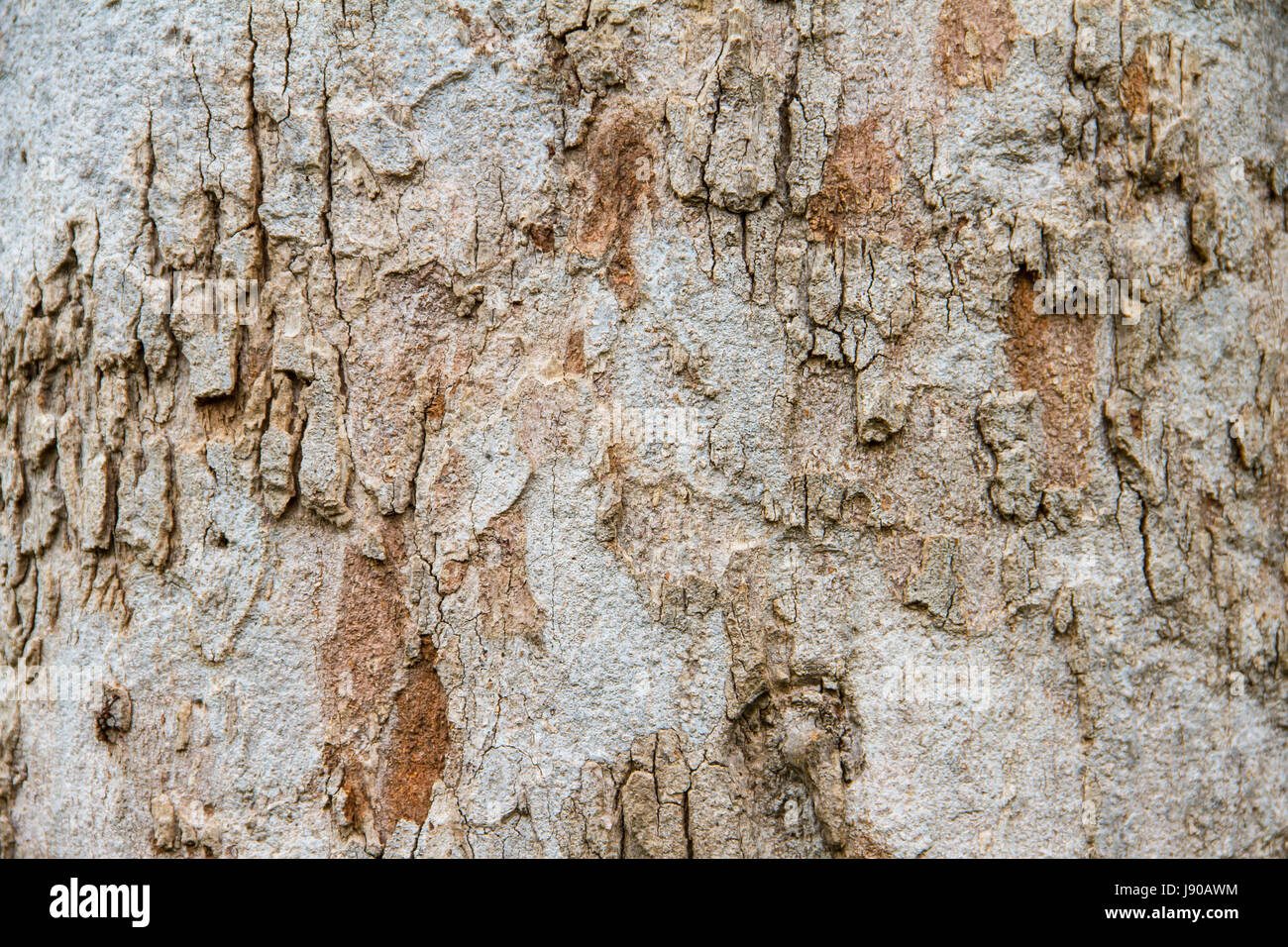 Sfondo di corteccia di albero di gomma immagini e fotografie stock ad ...