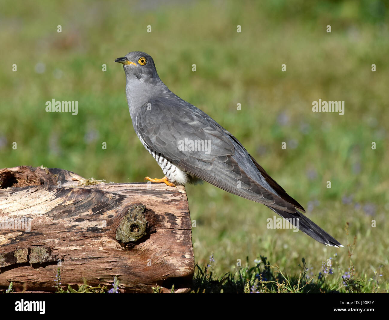La canzone del cuculo immagini e fotografie stock ad alta risoluzione ...