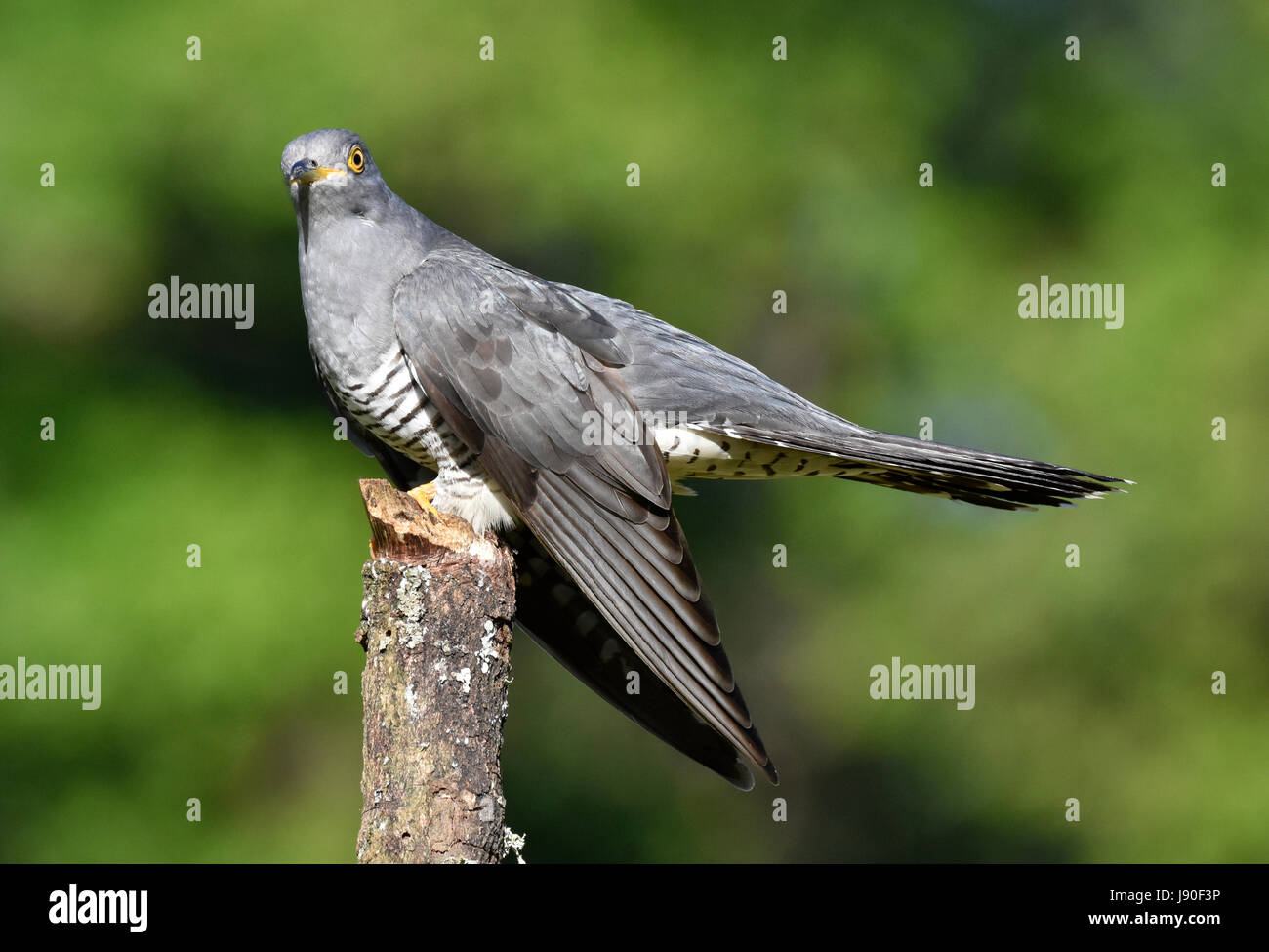 La canzone del cuculo immagini e fotografie stock ad alta risoluzione ...