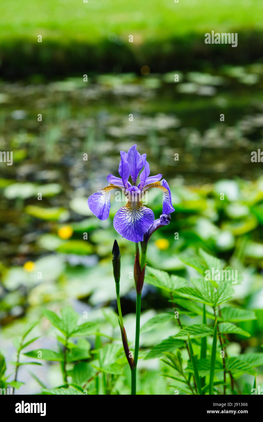 Fiore di iris selvatico immagini e fotografie stock ad alta risoluzione - Alamy