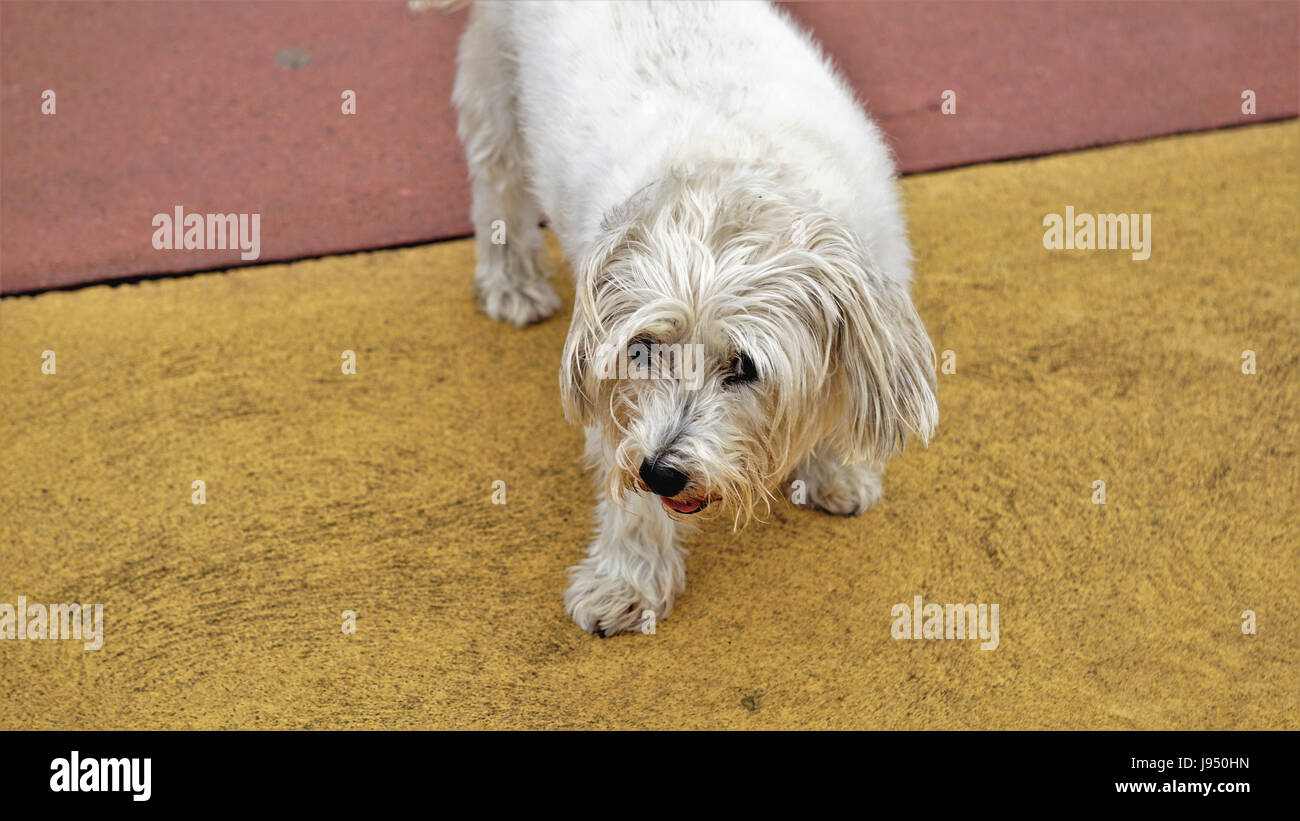 Cane peloso bianco immagini e fotografie stock ad alta risoluzione - Alamy