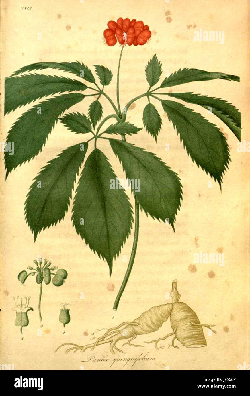 Panax ginseng ginseng immagini e fotografie stock ad alta risoluzione ...